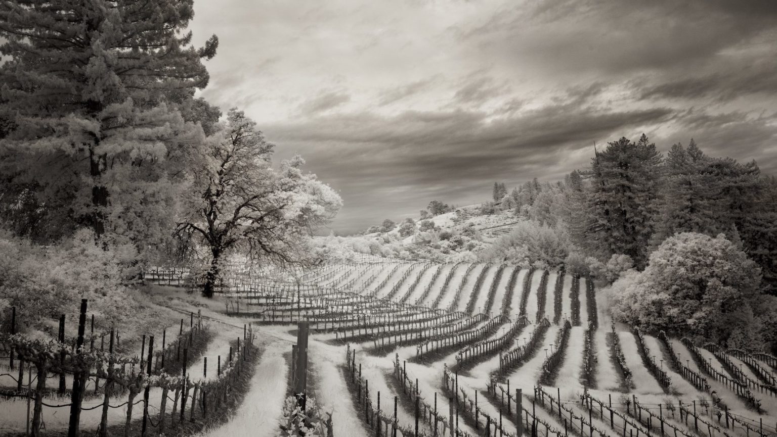 Florence Vineyard Rockpile's Original Zin Jack Florence